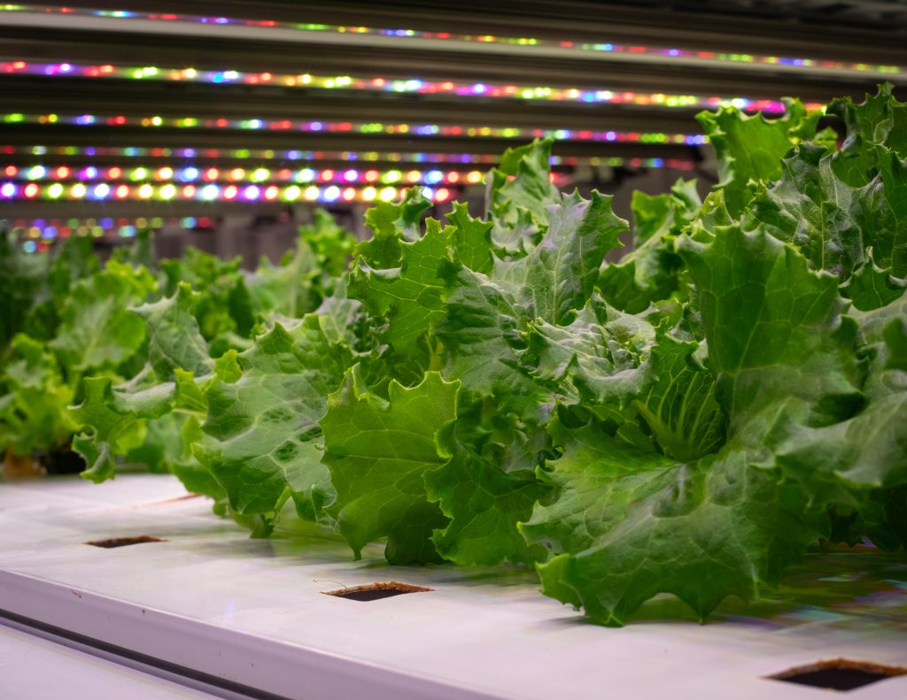 Bittersweet harvest: Nashua’s Oasis Springs Farm to cease operations ...