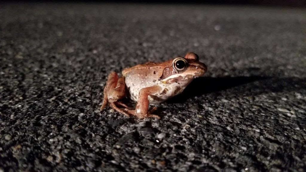 It's amphibian mating season in NH: Slow down for frogs (and other ...