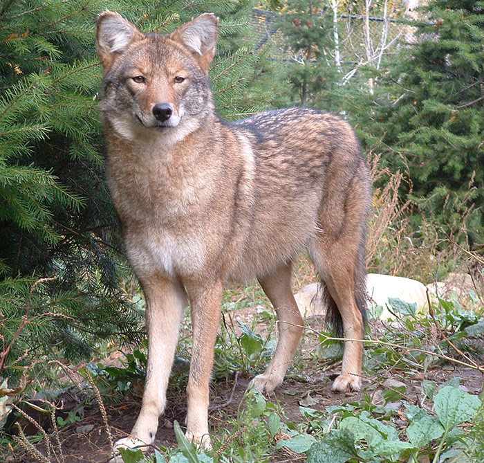 Fish & Game announce new regs for 'furbearer hunters' to register ...