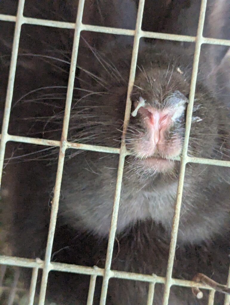 Animal Rescue League of NH removes large number of rabbits from a local ...