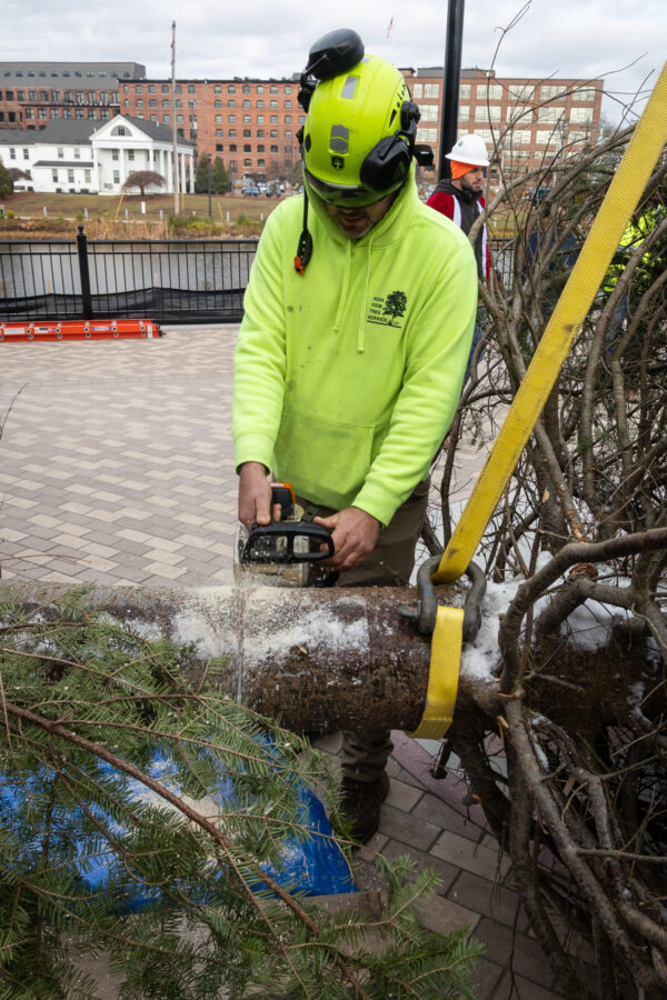 Nashua prepares for the 30th Annual Winter Stroll with tree delivery ...
